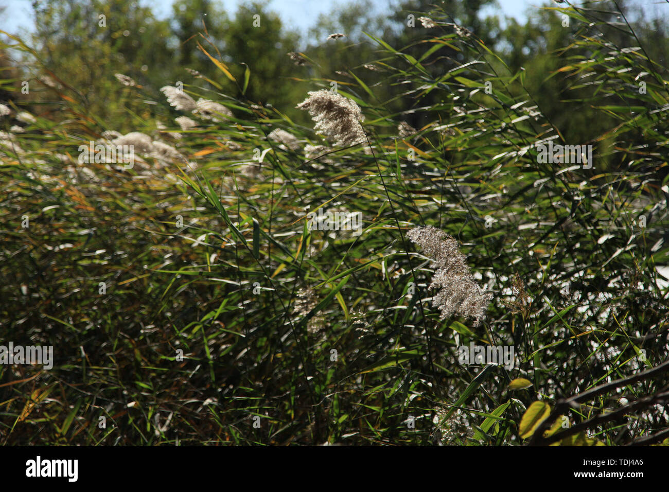 Shangri-La white land, wild flowers, Yunnan Stock Photo - Alamy