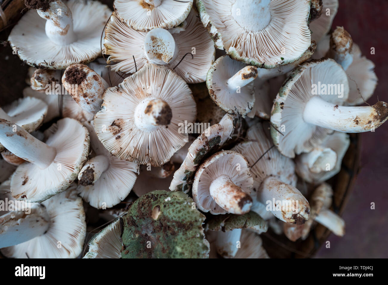 Fresh wild edible bacteria with dirt Stock Photo - Alamy