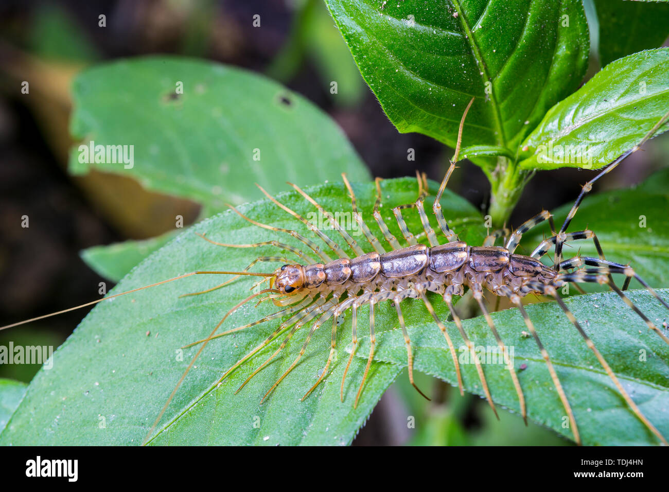 Multi legged insects hi-res stock photography and images - Alamy