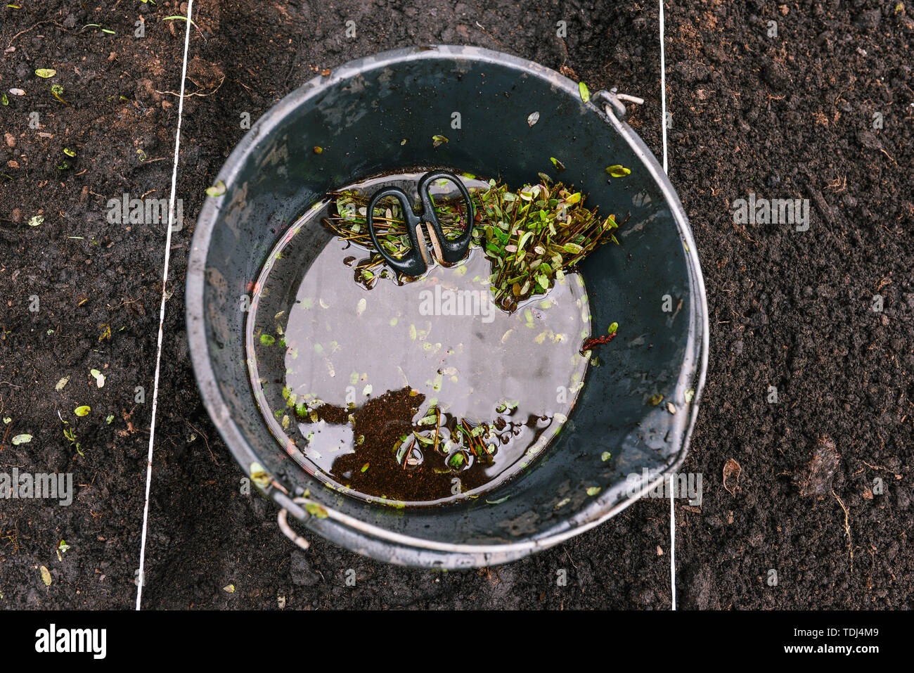 Black bucket with sprouts for planting. The small stalks of the bushes ...