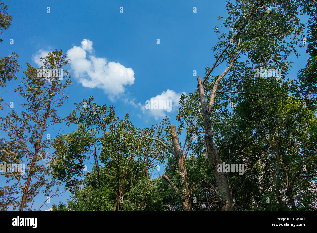 Fresh blue sky, white clouds and trees Stock Photo - Alamy