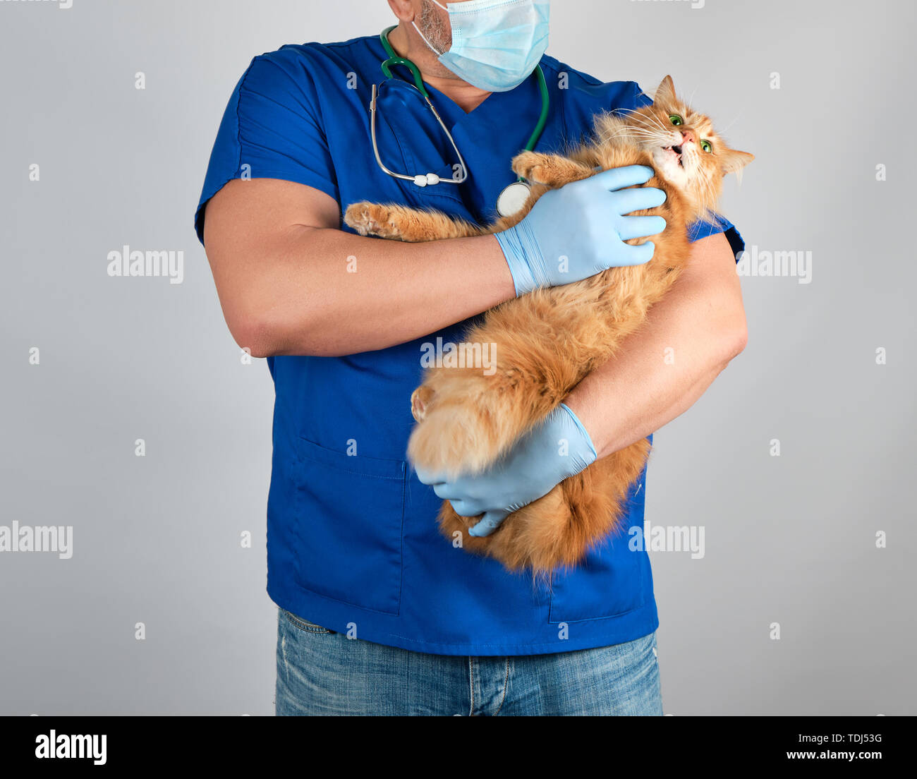 male vet in blue uniform and latex gloves holding an adult fluffy red ...