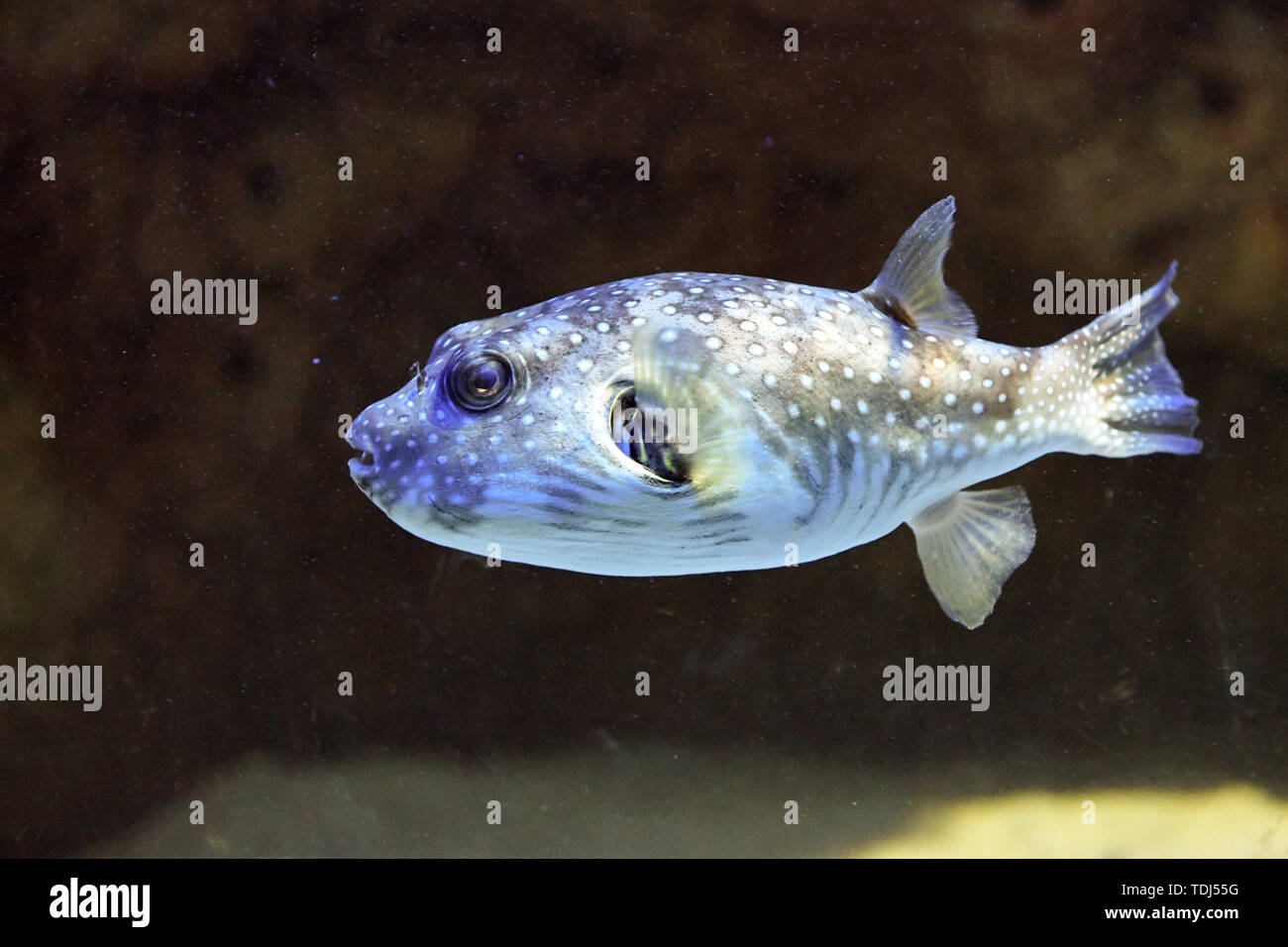 pearl - headed dogfish Stock Photo - Alamy