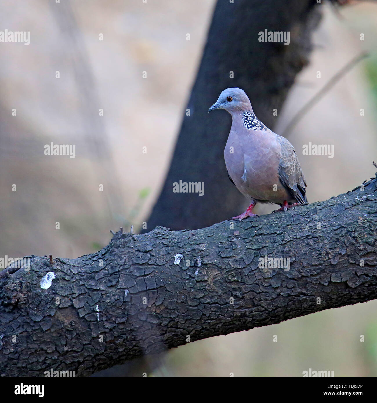 A group of birds Stock Photo - Alamy