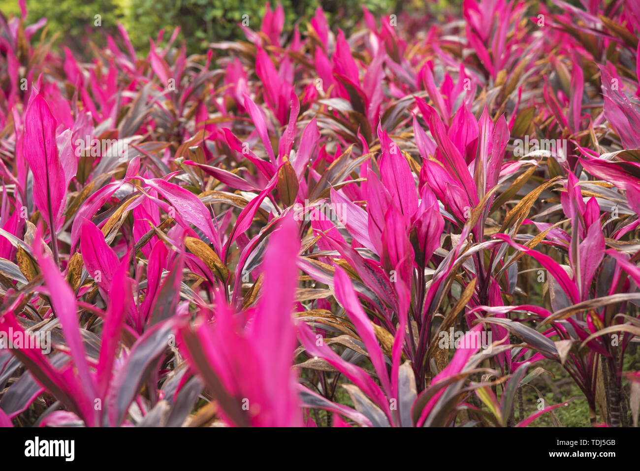 Red leaved banana hi-res stock photography and images - Alamy