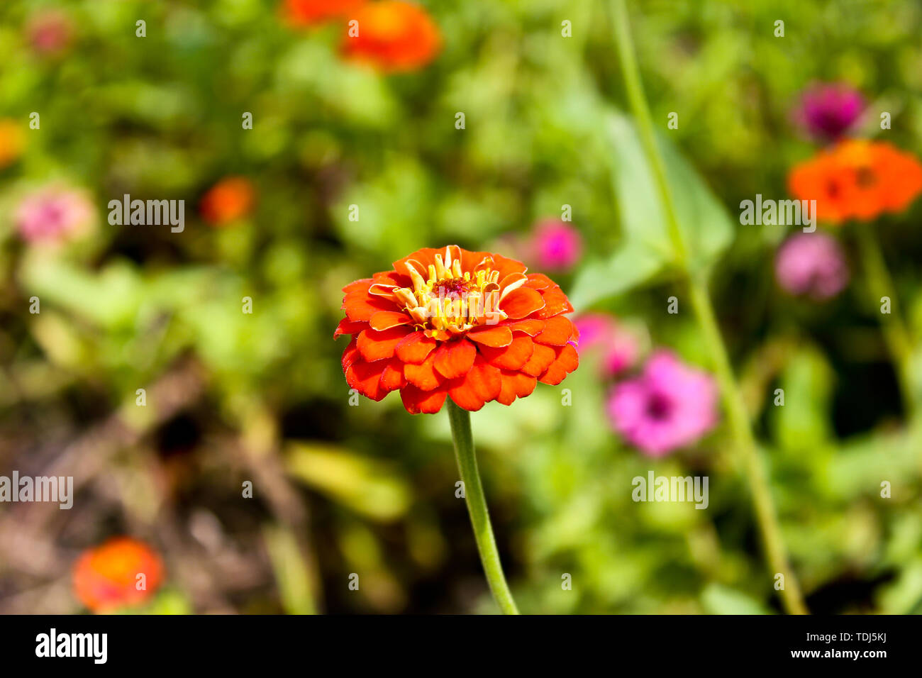 Scenery of Gucun Park in Shanghai Stock Photo - Alamy