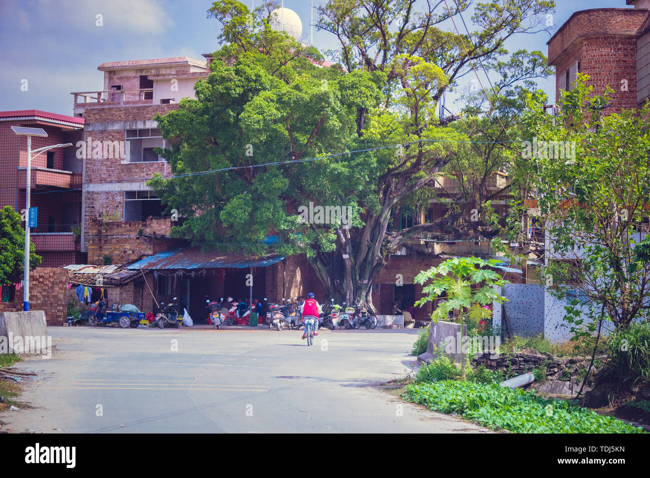 The big banyan tree in the village Stock Photo - Alamy