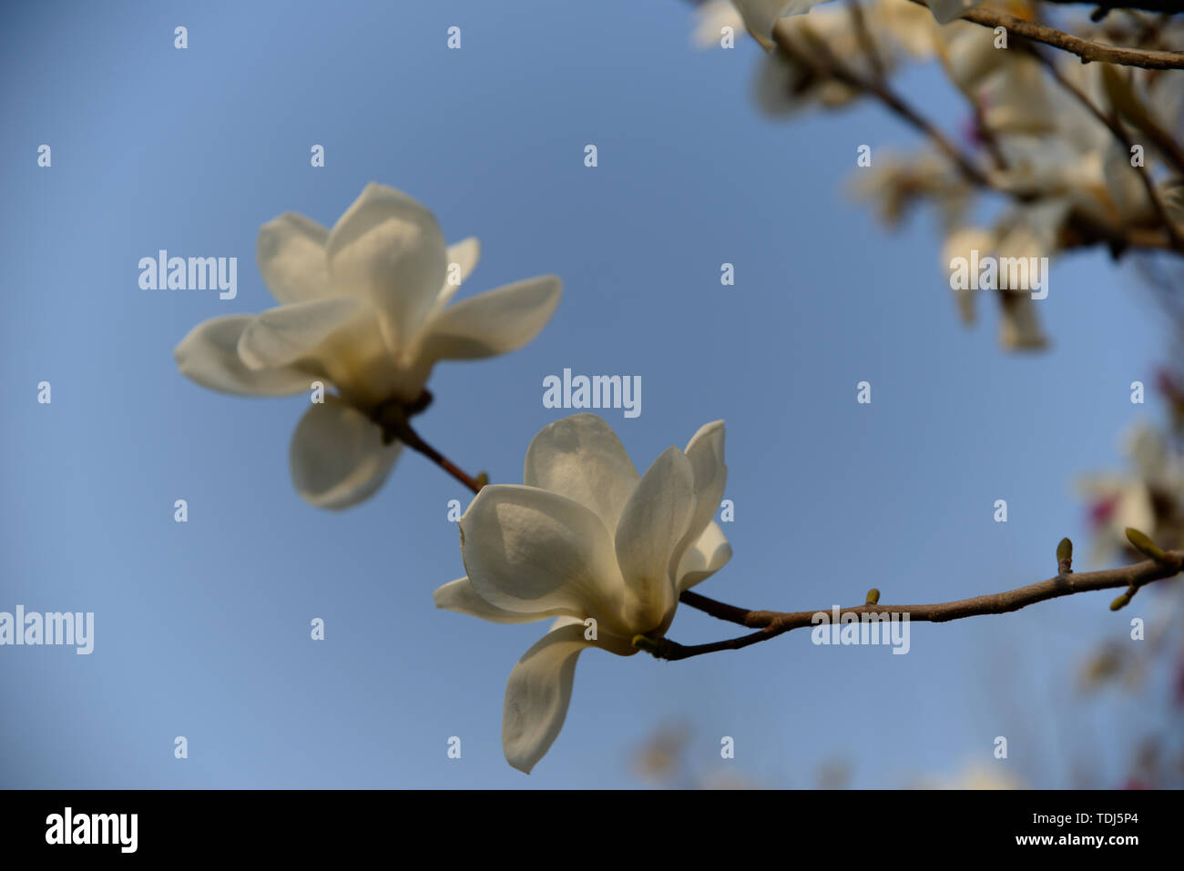 Man and magnolia trees hi-res stock photography and images - Alamy