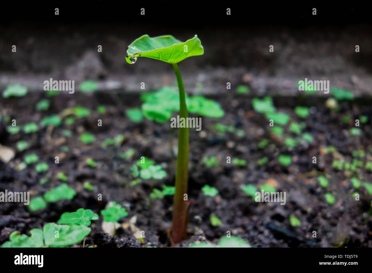 Roots unearthed hi-res stock photography and images - Alamy