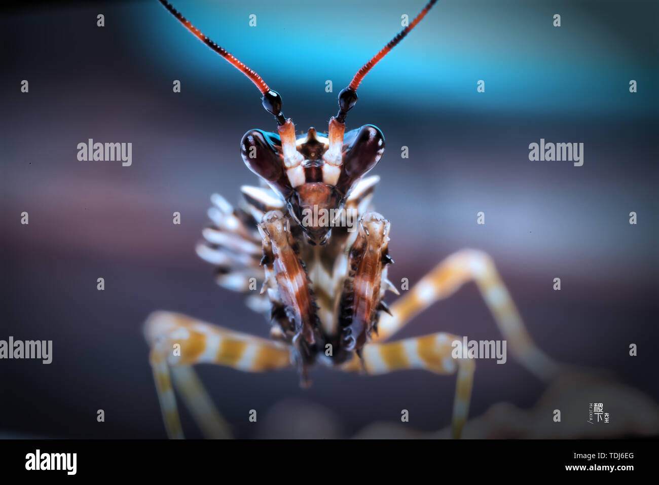 Mantis jump spider Stock Photo - Alamy