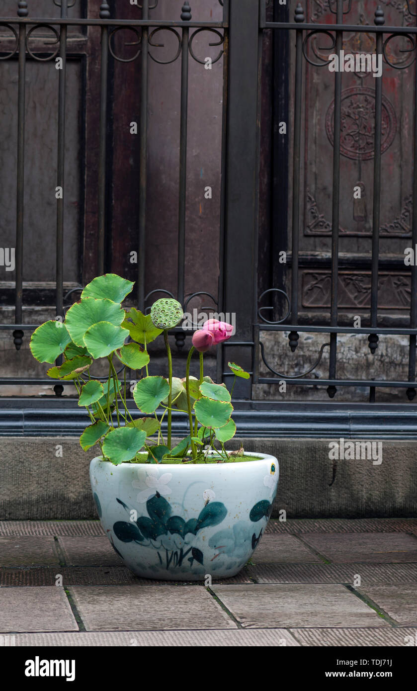 Lotus, potted lotus Stock Photo - Alamy