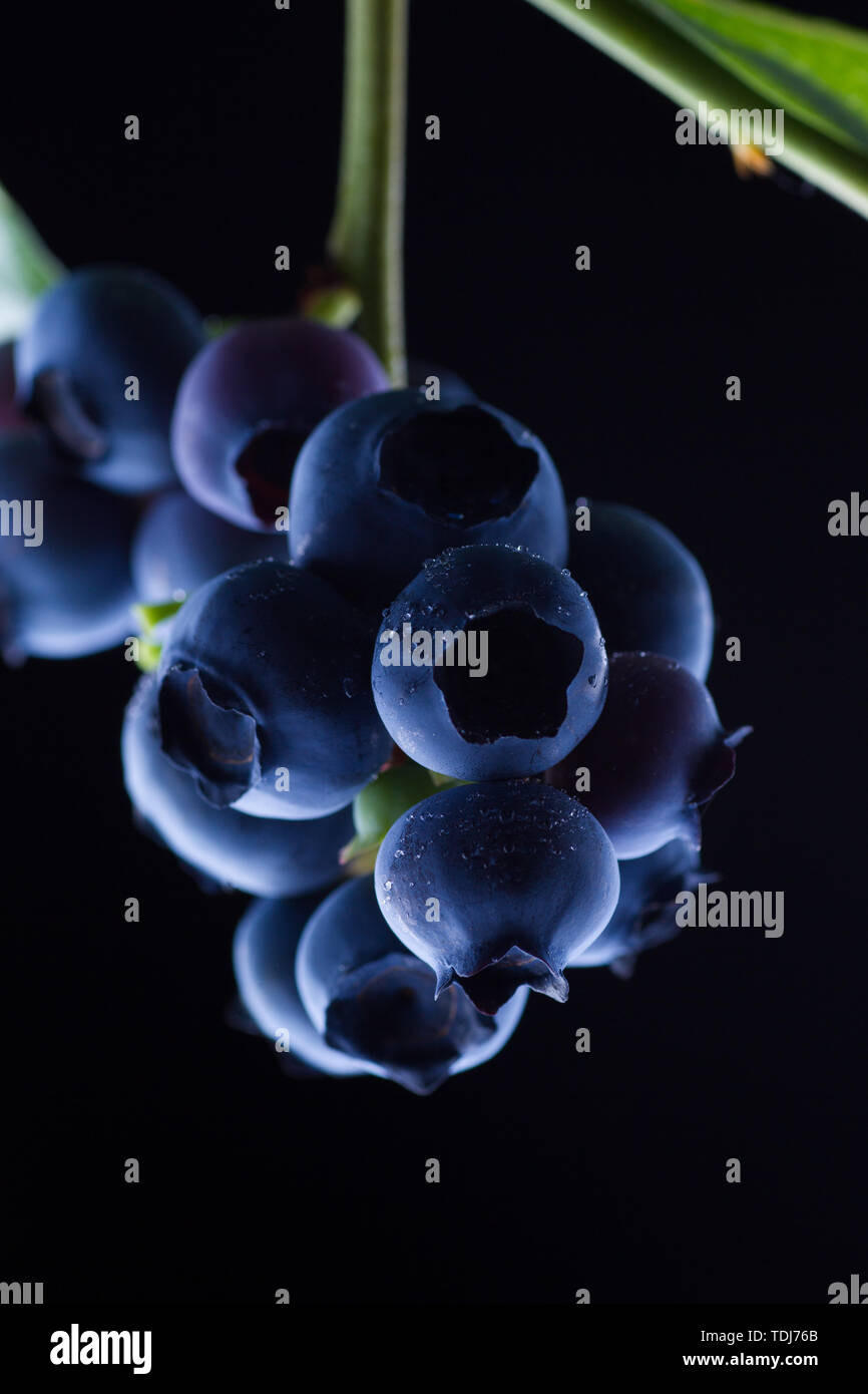 All stages of blueberry flowers and fruit Stock Photo - Alamy