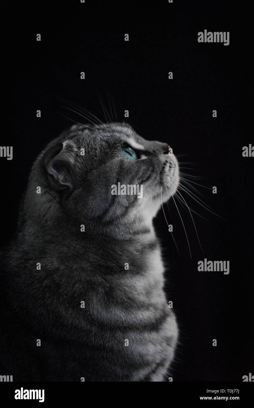 Cat eye diagram hi-res stock photography and images - Alamy