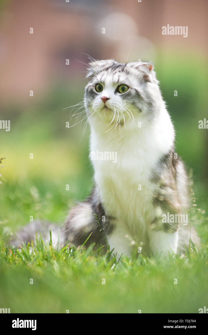 Scottish folding ear cat hi-res stock photography and images - Alamy