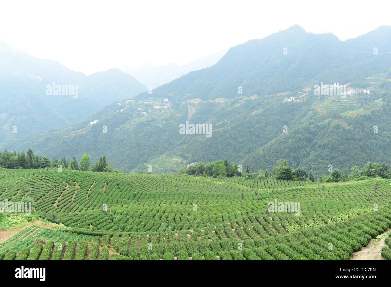 Tea garden scenery Stock Photo - Alamy