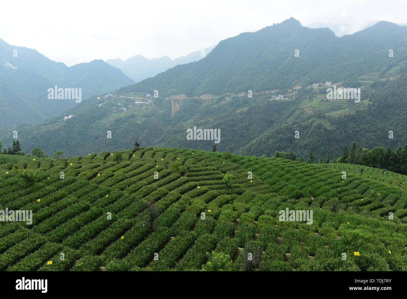 Tea garden tea tree Stock Photo - Alamy
