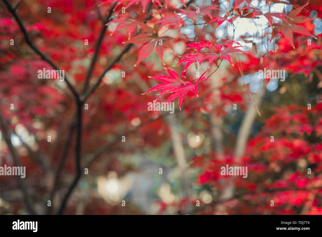 Autumn red leaf landscape Stock Photo - Alamy