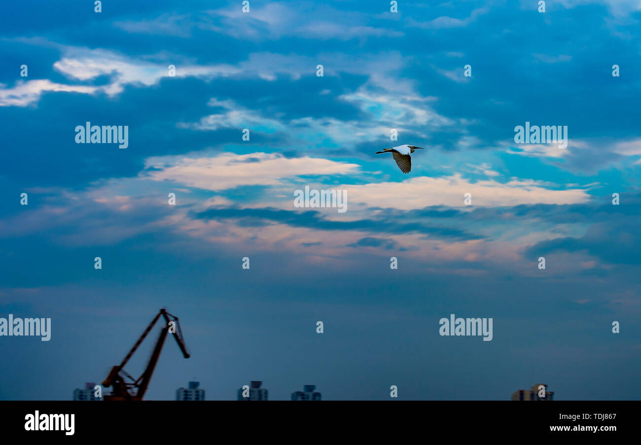 Human and birds hi-res stock photography and images - Alamy