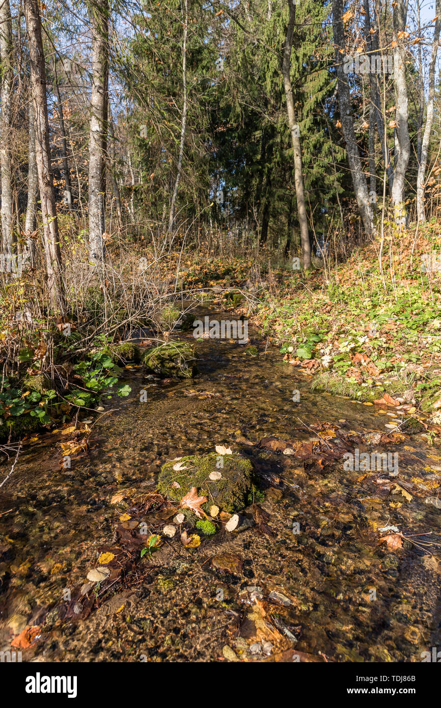 Daytime forest hi-res stock photography and images - Alamy
