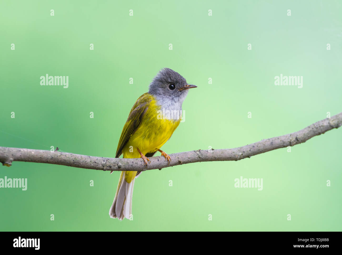 The square tail on the branch Stock Photo - Alamy