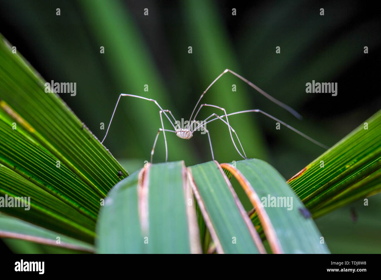 Bug blind hi-res stock photography and images - Alamy