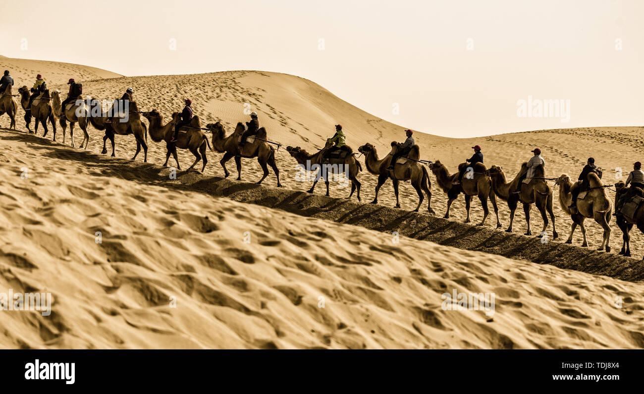 Camel team hi-res stock photography and images - Alamy