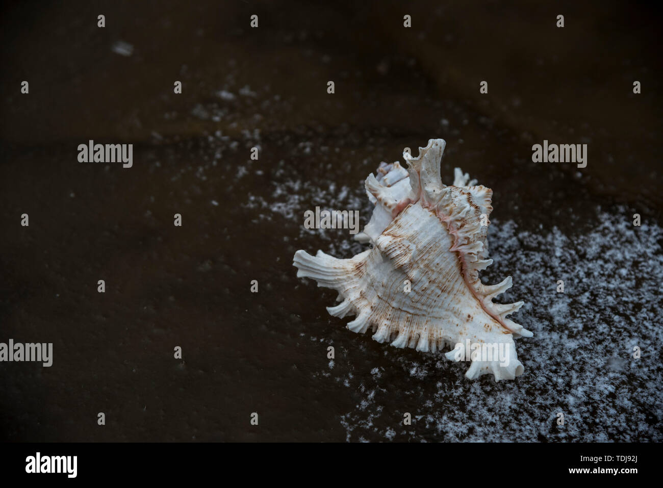 Conch on the ice Stock Photo - Alamy