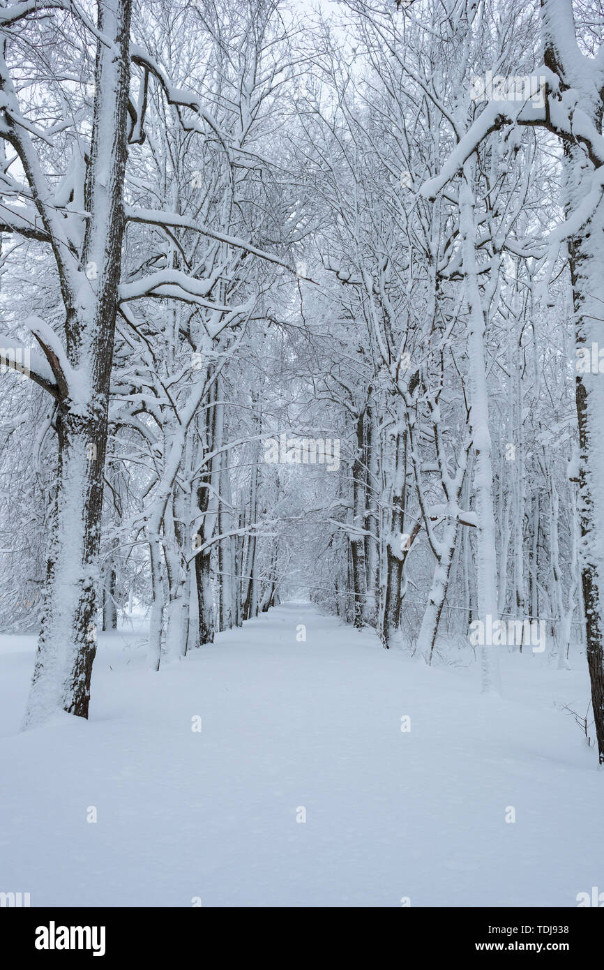 cold and winter landscapes with snow in Russia Stock Photo - Alamy