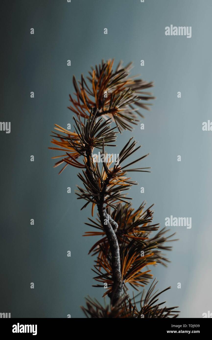 Dried branch of a pine tree with blue background Stock Photo - Alamy