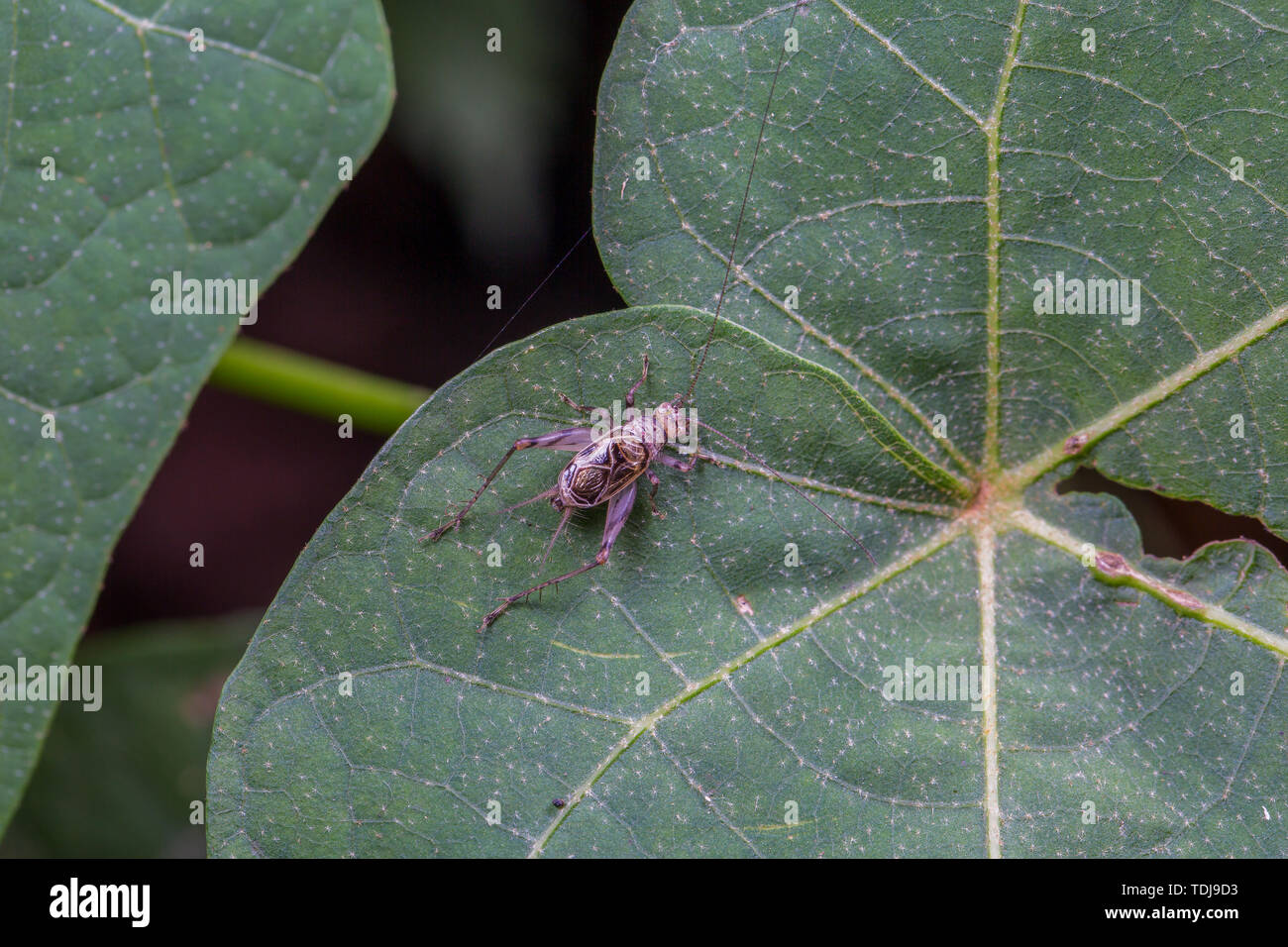 Spider crickets hi-res stock photography and images - Alamy