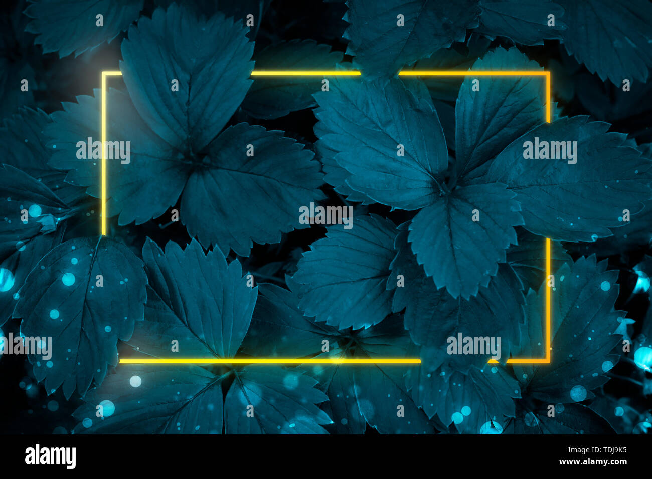 leaves foliage top view frame Stock Photo - Alamy