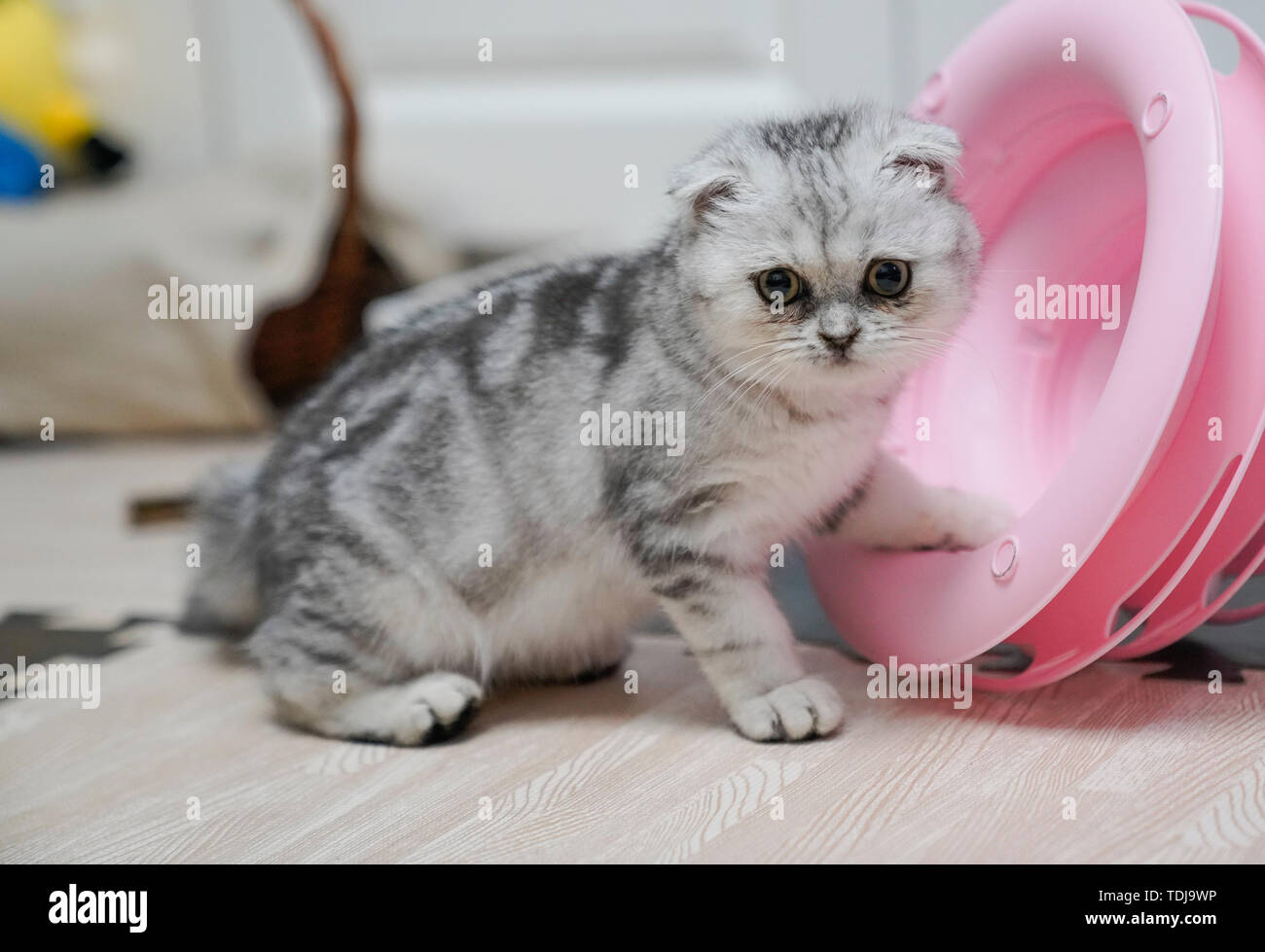 Baby ear fold hi-res stock photography and images - Alamy