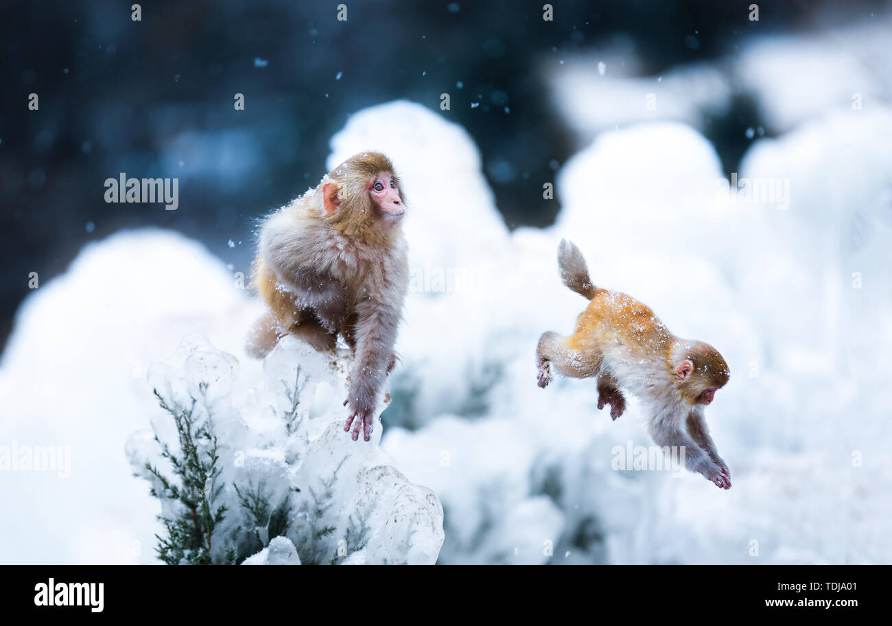 Snow and macaques Stock Photo - Alamy