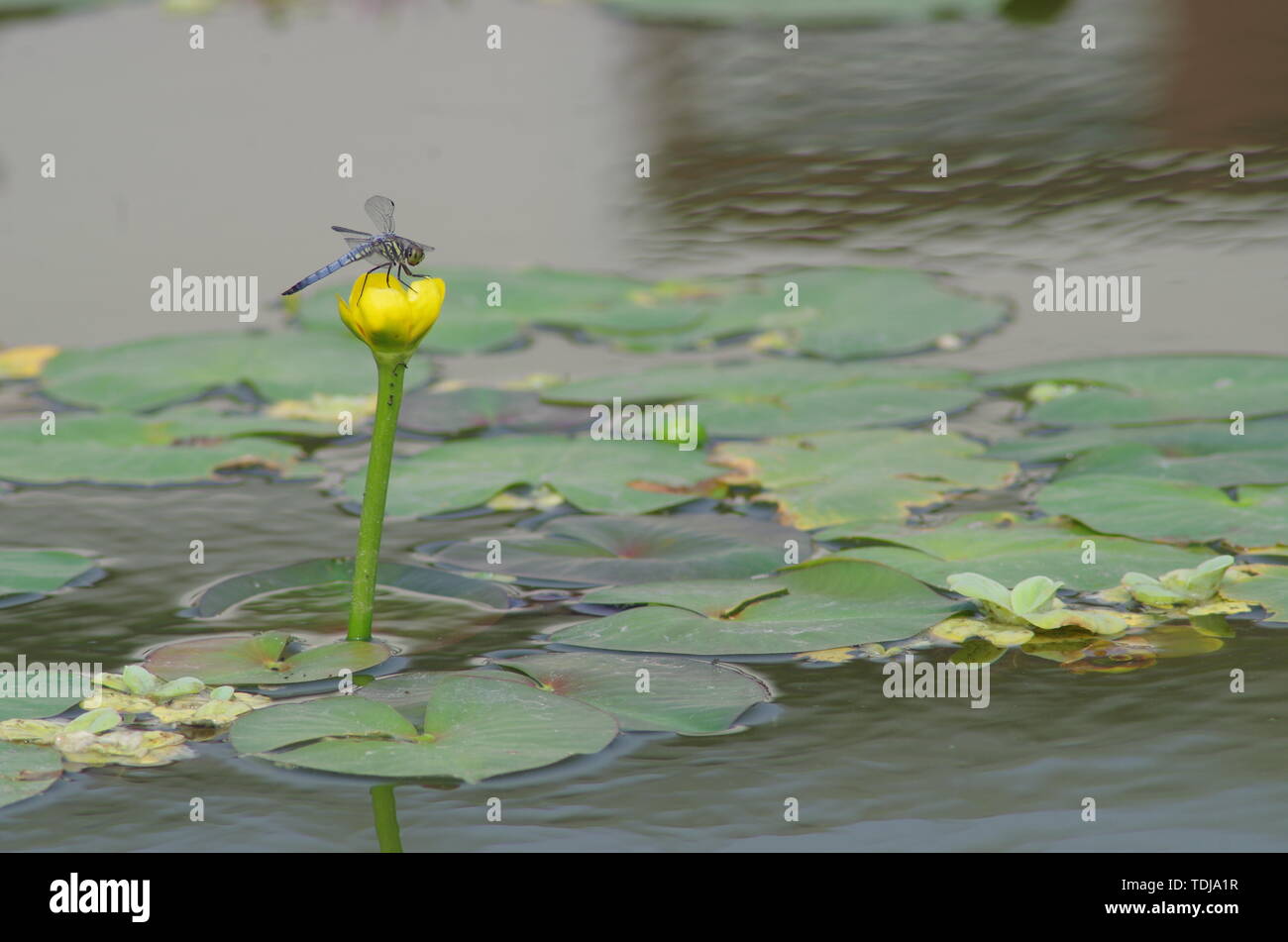 The pool of xia hi-res stock photography and images - Alamy
