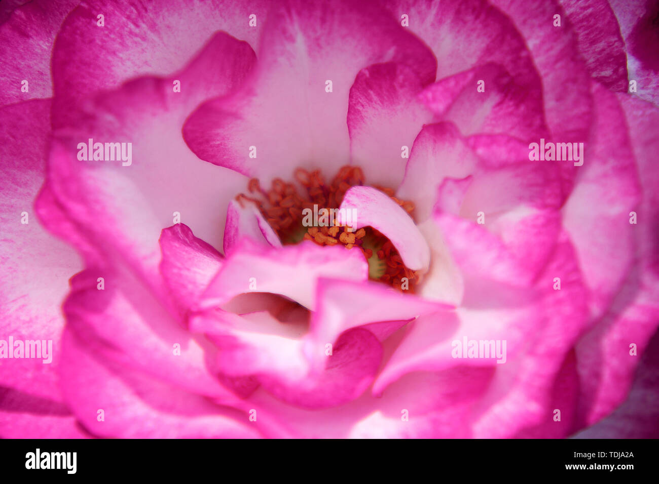 Micro flowers - moon season Stock Photo - Alamy