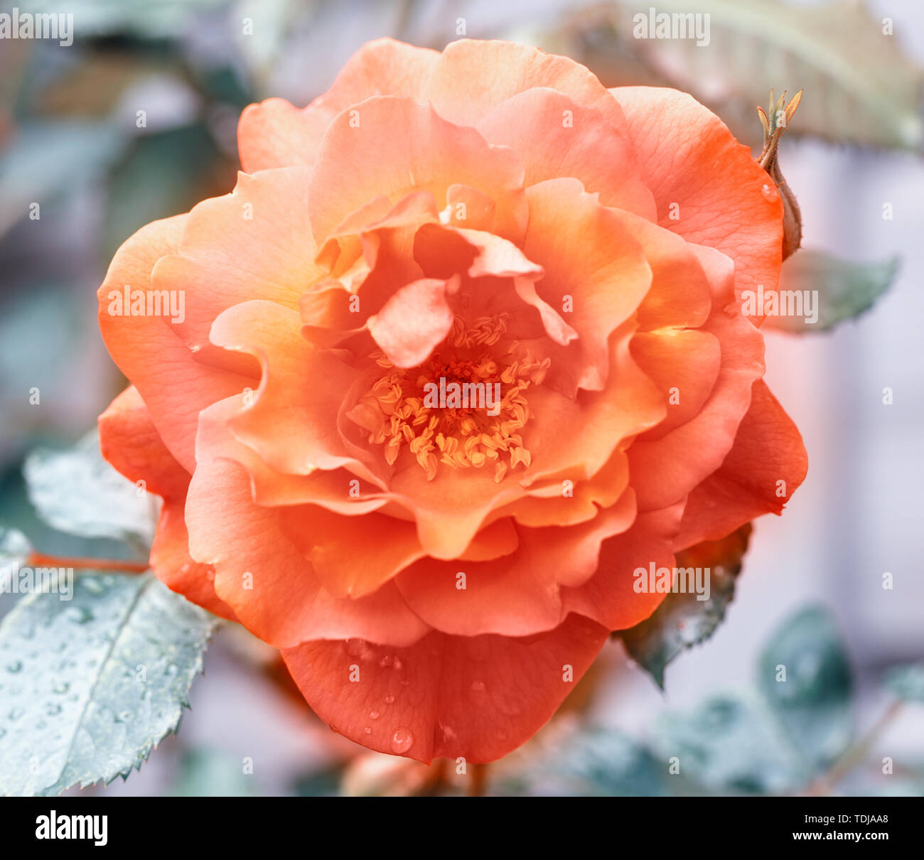 Beautiful living coral roses flowers in garden close up. Tinted effect ...