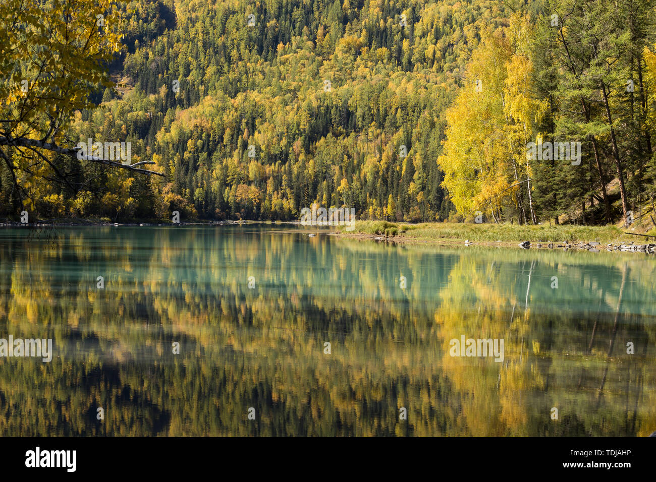 Autumn color of Kanas River, Xinjiang Stock Photo - Alamy