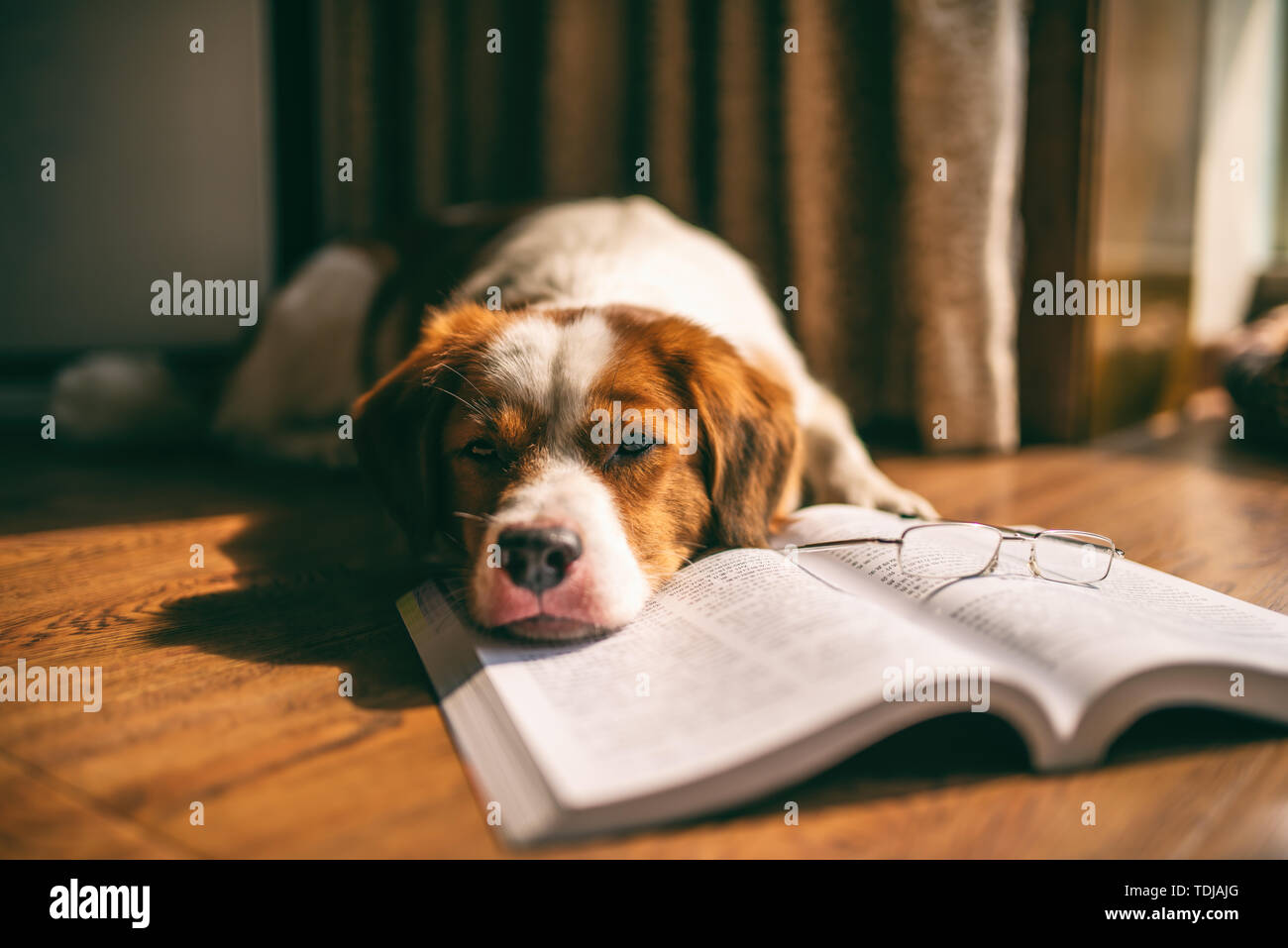 Puppy resting in the afternoon Stock Photo - Alamy