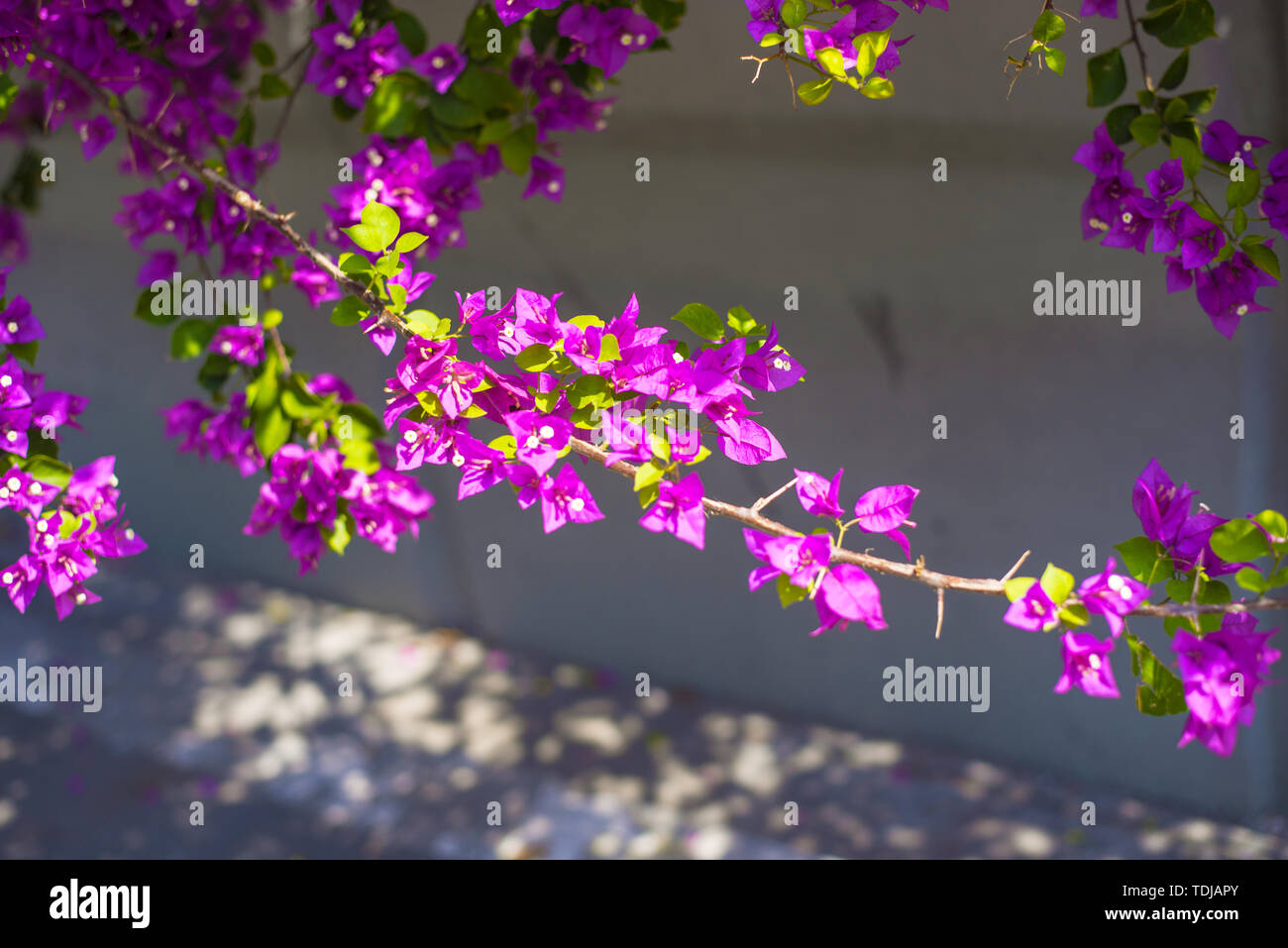 The blooming triangular plum Stock Photo - Alamy