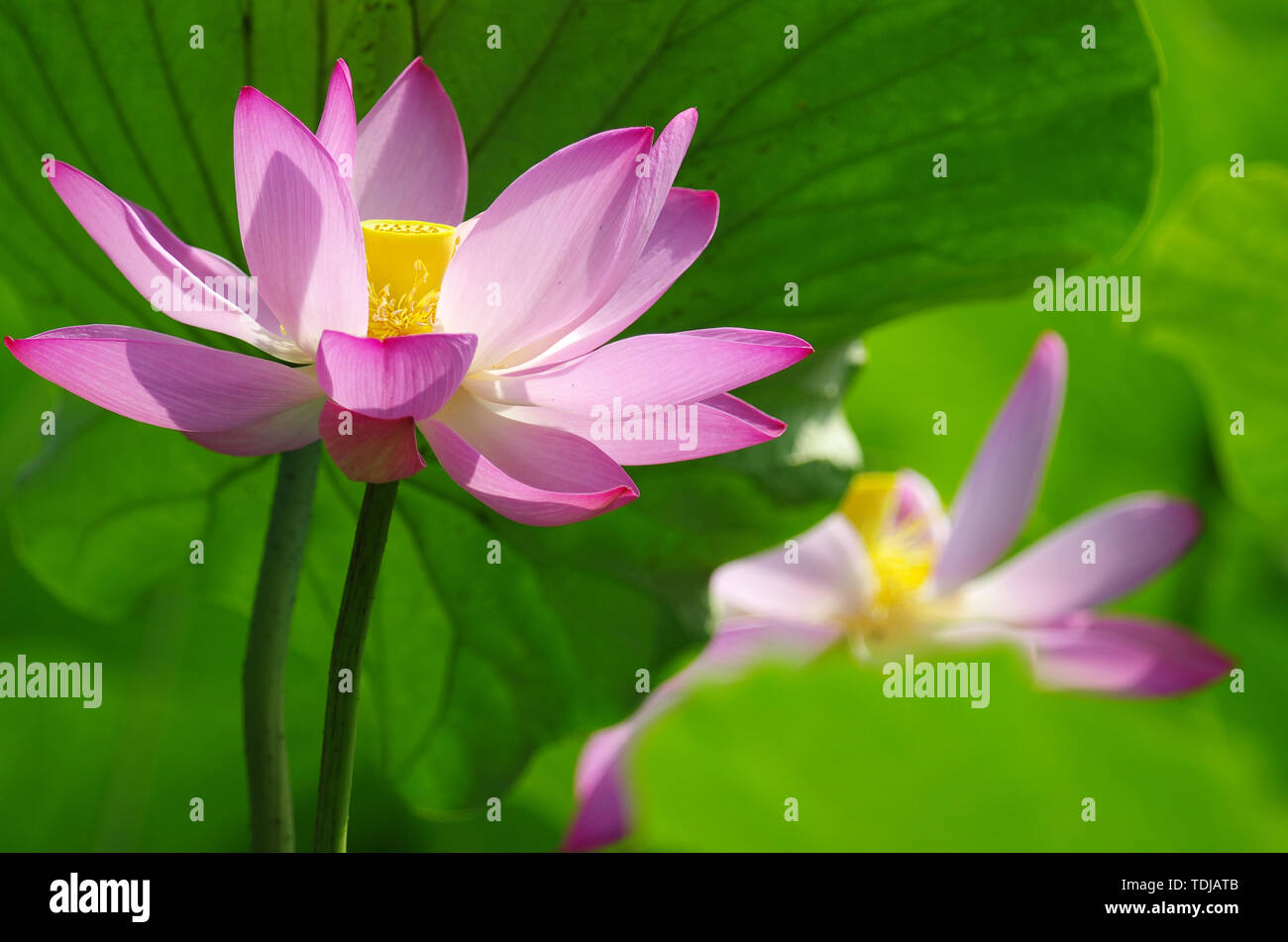 Lotus lotus core dragonfly Stock Photo - Alamy
