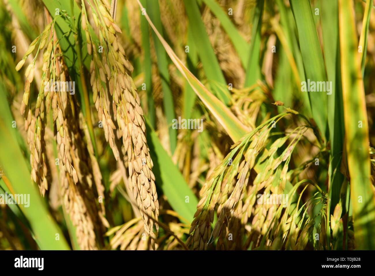 High-definition rice spike Stock Photo - Alamy