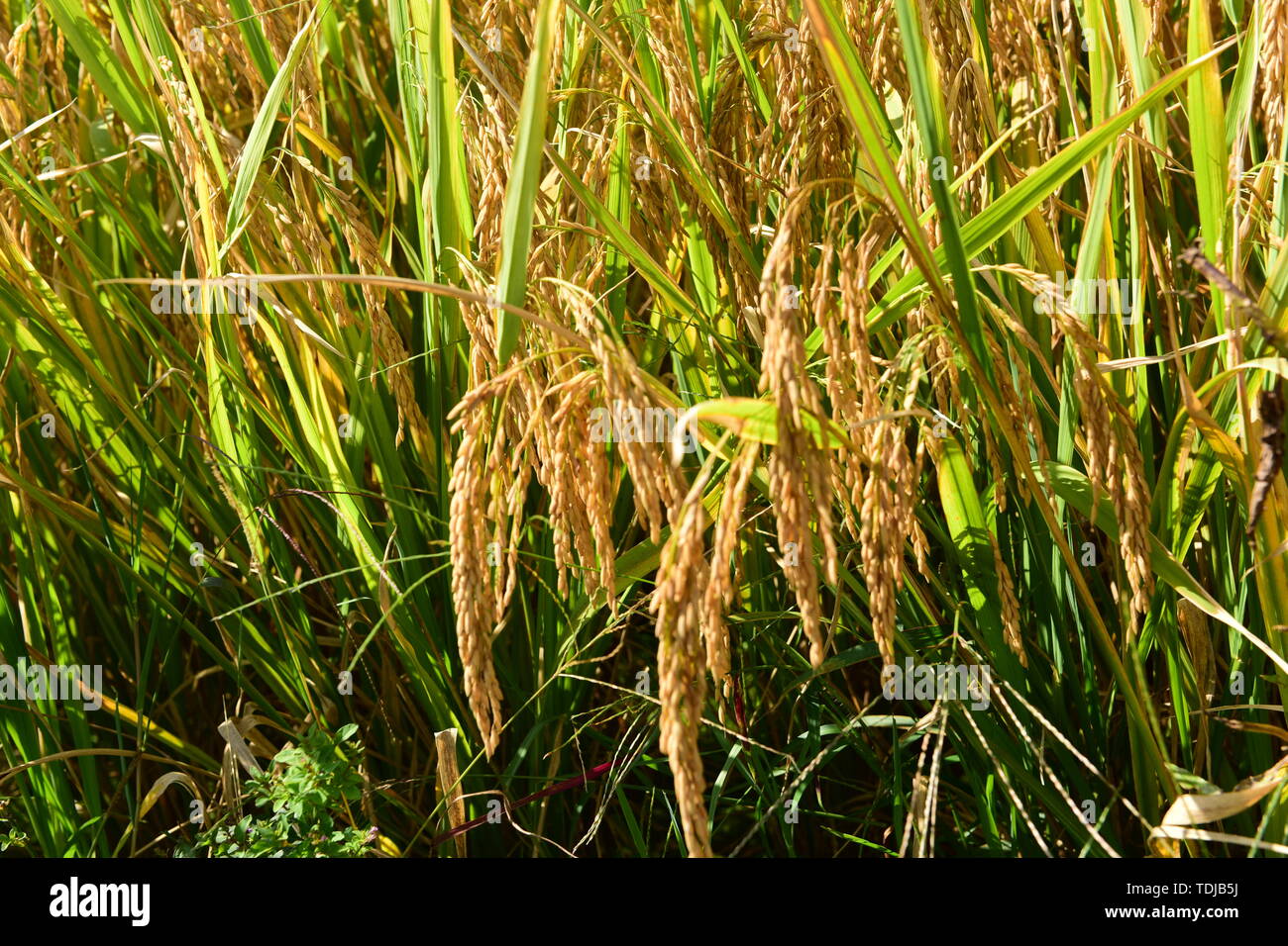 High-definition rice spike Stock Photo - Alamy