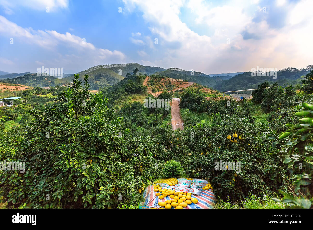 Shatian pomelo hi-res stock photography and images - Alamy