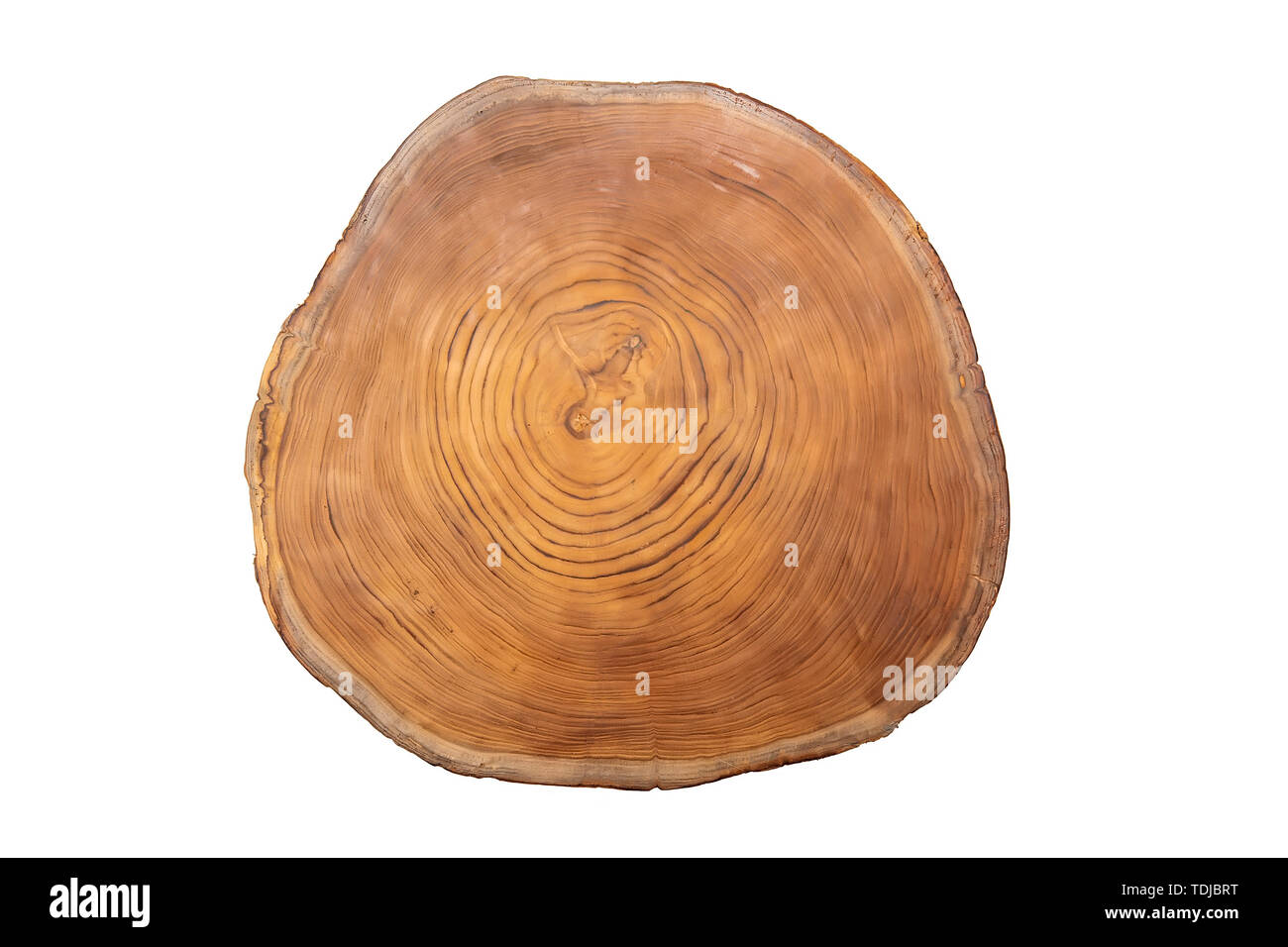 Large circular piece of wood cross section with concentric tree ring ...