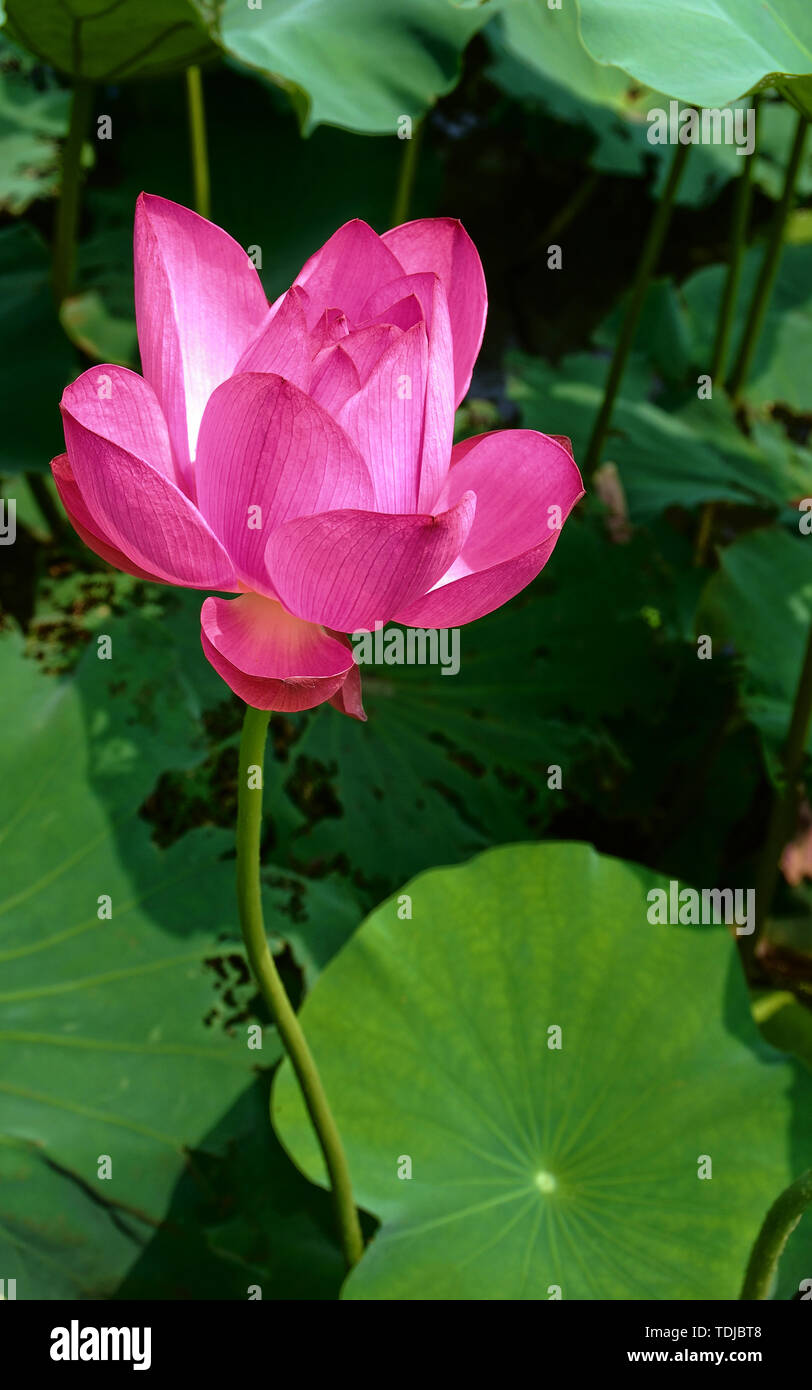 Aquatic plants in foreign countries hi-res stock photography and images ...