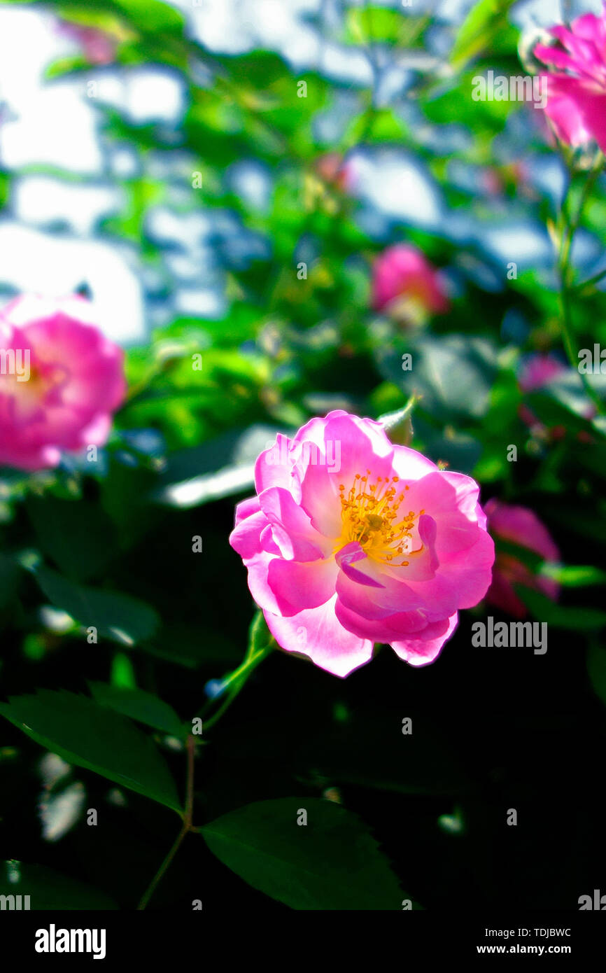 Frameless drawings hi-res stock photography and images - Alamy