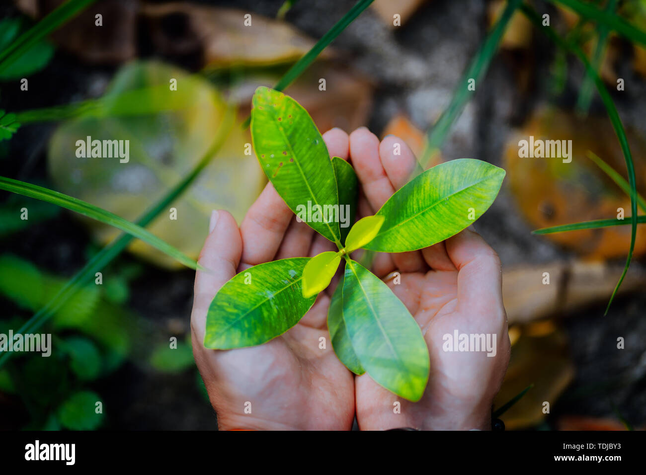 Female hands holding spring sprout seed tree on blurred background ...