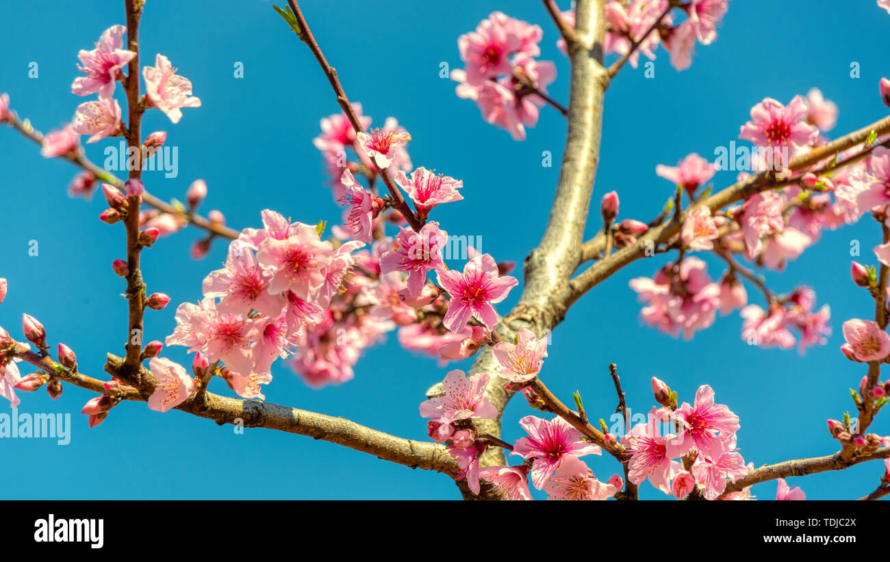 Peach orchard south carolina hi-res stock photography and images - Alamy