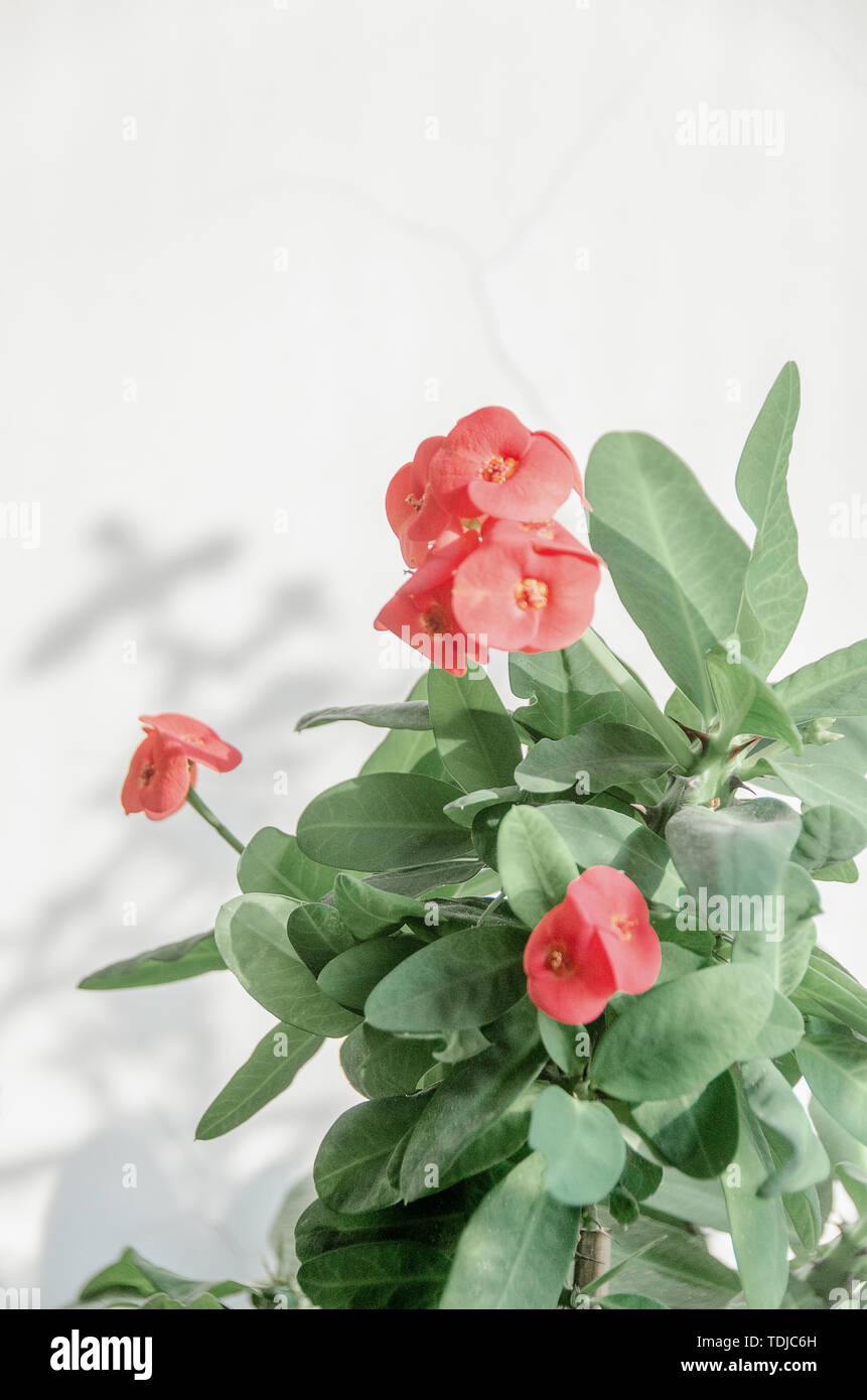 Quiescent hi-res stock photography and images - Alamy