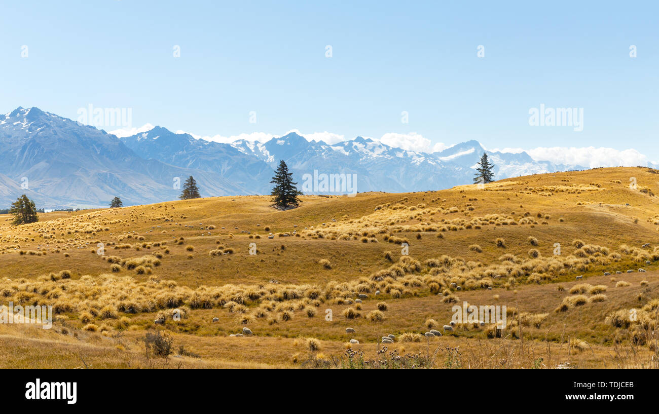 empty rural road through pasture in fine day in new zealand Stock Photo ...